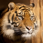 Download Animal Tiger PFP