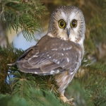 Download Animal Owl PFP