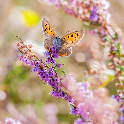 Download Blur Flower Macro Purple Flower Insect Butterfly Animal PFP