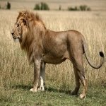 Download Animal Lion PFP