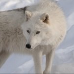 Download Animal Wolf PFP