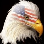 Download Animal Eagle PFP