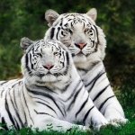 Download Animal White Tiger PFP