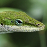 Reptile Pfp