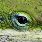 Download Animal Reptile PFP