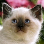 Download Animal Cat PFP