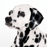 Download Animal Dog PFP