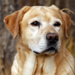 Download Animal Dog PFP