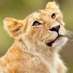 Download Animal Lion PFP
