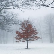 Download Fog Snow Tree Canada Nature PFP
