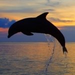 Download Animal Dolphin PFP