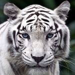 White Tiger