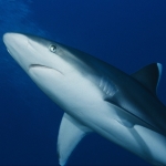 Download Animal Shark PFP