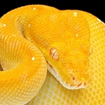 Download Animal Snake PFP