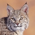 Download Animal Lynx PFP