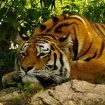 Download Animal Tiger PFP