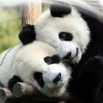 Download Animal Panda PFP