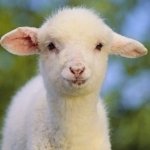 Download Animal Sheep PFP