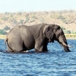 Download Animal Elephant PFP