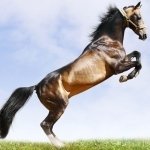 Horse pfp - Avatar Abyss