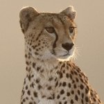 Download Animal Cheetah PFP