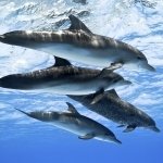 Download Animal Dolphin PFP