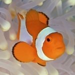 Download Animal Fish PFP - Avatar Abyss