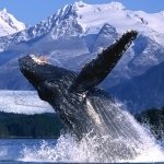 Download Animal Whale PFP