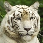 Download Animal Tiger PFP