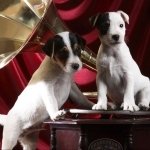 Download Animal Cute PFP