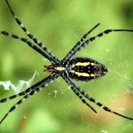 Download Animal Spider PFP