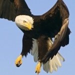 Download Animal Eagle PFP
