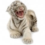 Download Baby Animal Tiger Animal White Tiger PFP