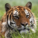Download Animal Tiger PFP
