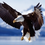 Download Animal Eagle PFP
