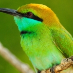 Download Animal Bird PFP