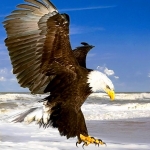 Download Animal Eagle PFP