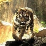 Download Animal Tiger PFP
