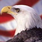 Download Animal Eagle PFP