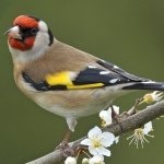 Download Animal Bird PFP