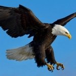 Download Animal Eagle PFP