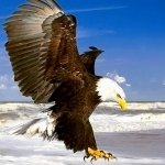 Download Animal Eagle PFP