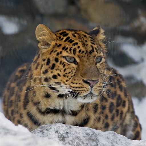 Download Leopard Animal PFP