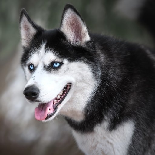 Download Depth Of Field Dog Husky Animal PFP