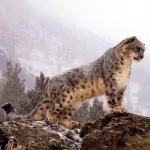 [20+] Snow Leopard PFP