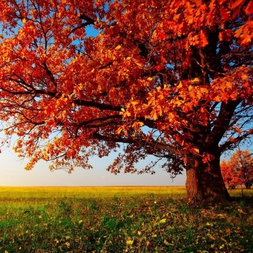 Download Fall Field Tree Nature PFP