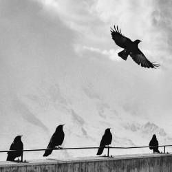 Download Raven Bird Animal PFP