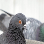 Download Animal Bird PFP