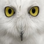 Download Animal Owl PFP