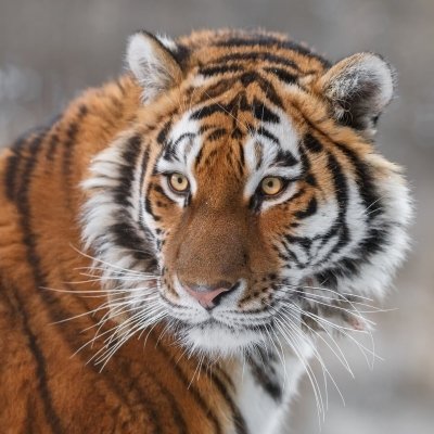 Download Tiger Animal PFP
